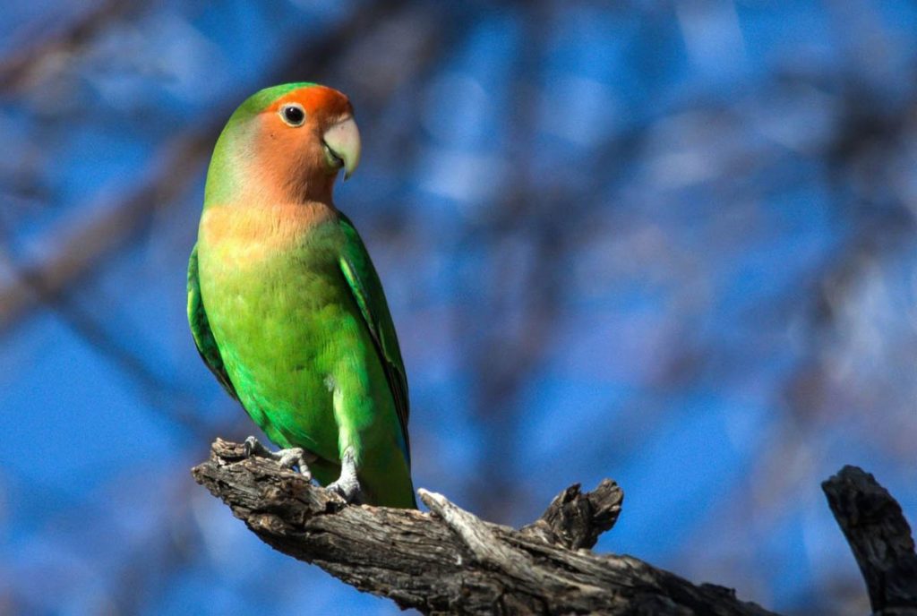L'alimentazione degli inseparabili - Tutto Pappagalli