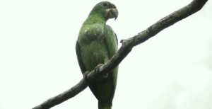 Amazzone a guance bianche - Amazona kawalli - Tutto Pappagalli