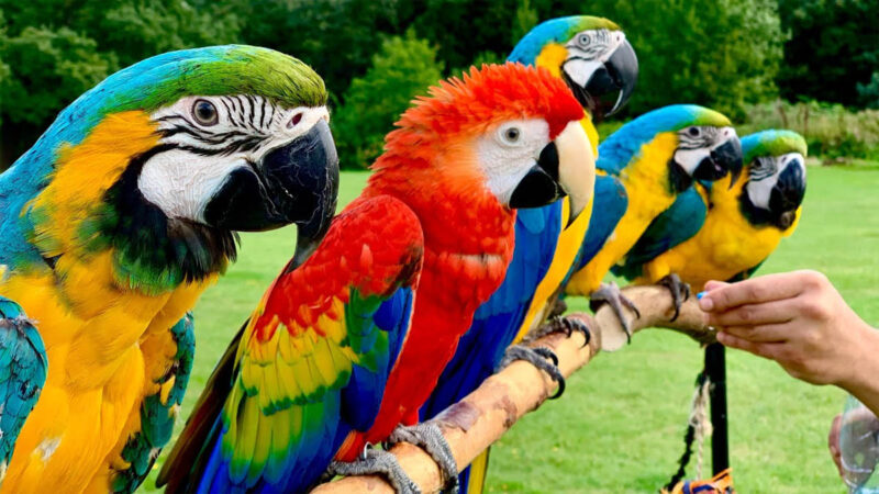 L'ibridazione dell'ara ararauna - Tutto Pappagalli