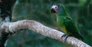 Schede Specie Pappagalli - Tutto Pappagalli