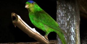 Schede Specie Pappagalli - Tutto Pappagalli