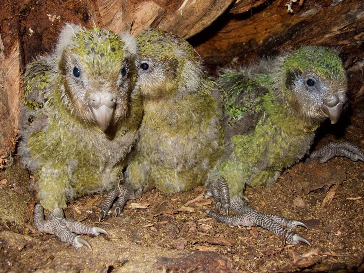 Riproduzione record per il pappagallo kakapo - Tutto Pappagalli