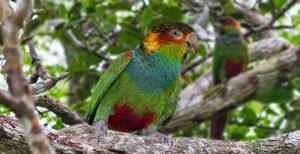 Conuro guance verdi - Pyrrhura molinae - Tutto Pappagalli