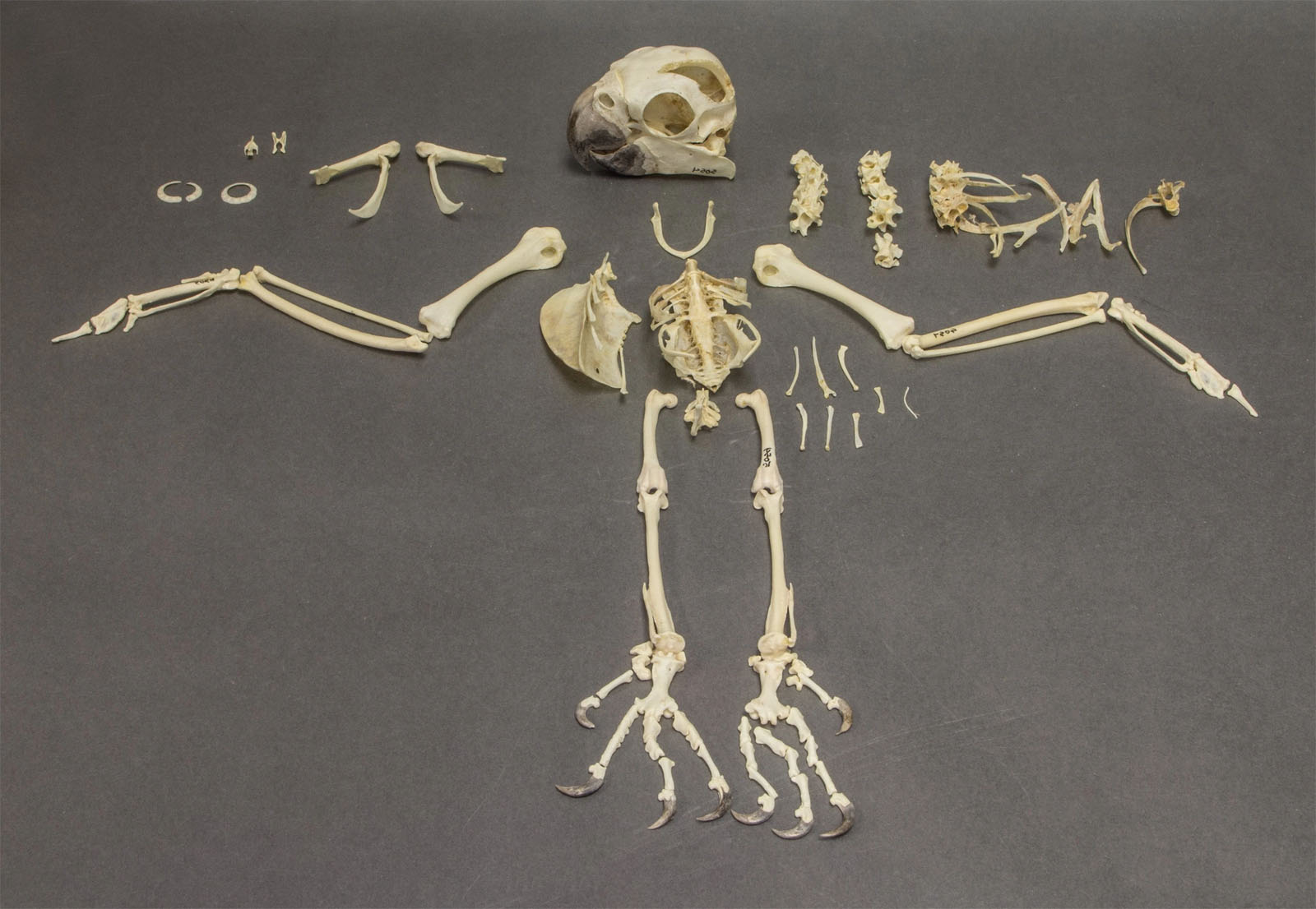 Anatomia Degli Uccelli Scheletro Uccelli.