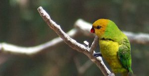 Schede Specie Pappagalli - Tutto Pappagalli