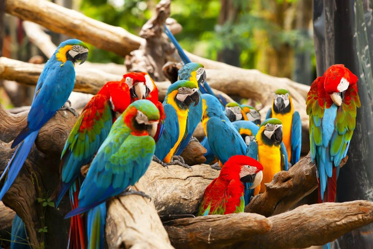 Tutti i generi di pappagalli - Tutto Pappagalli